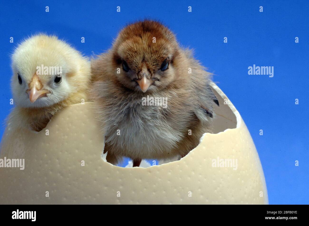Two Baby Chicks