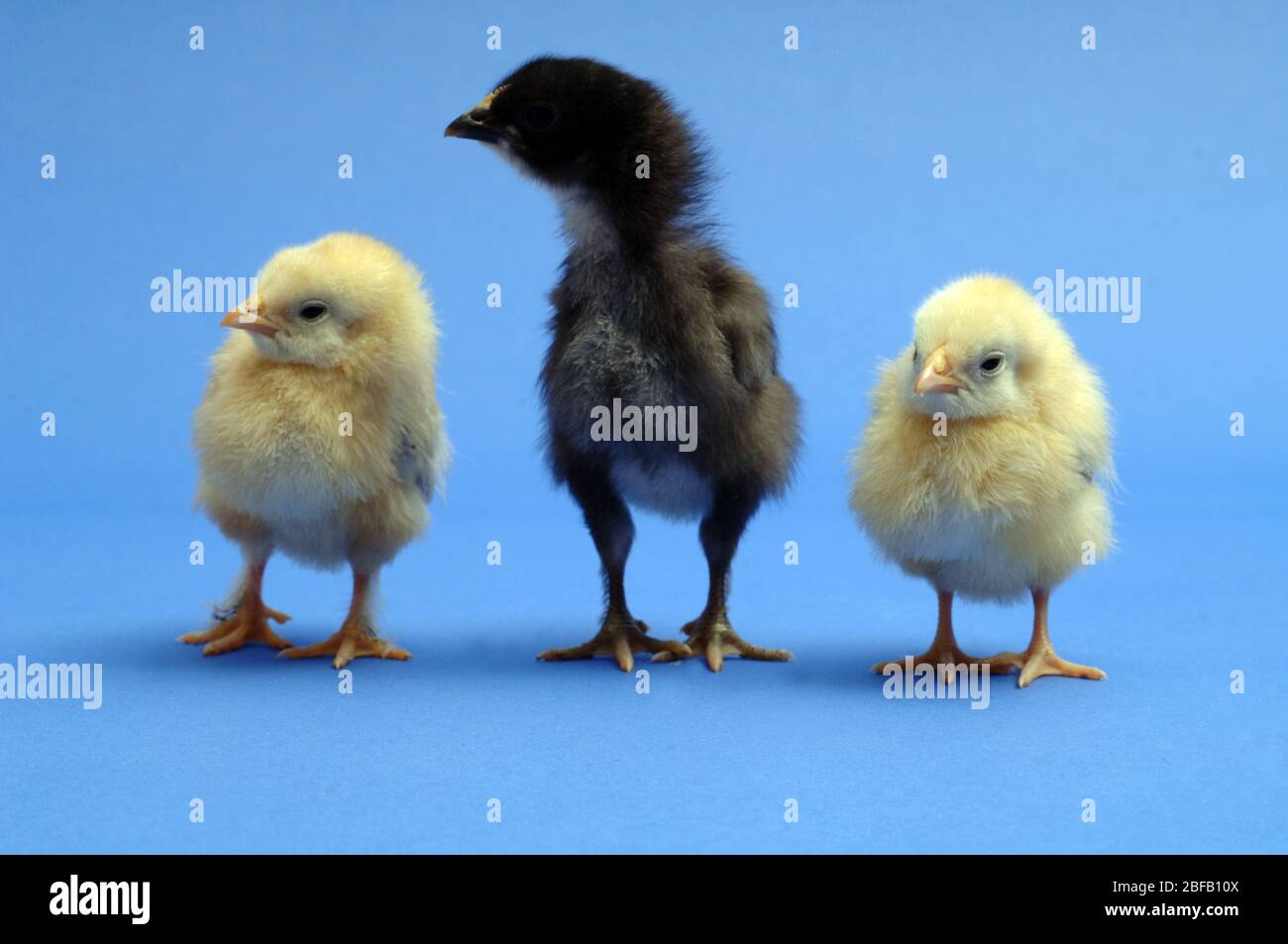 Two yellow chicks and one black chick stand side by side Stock Photo ...