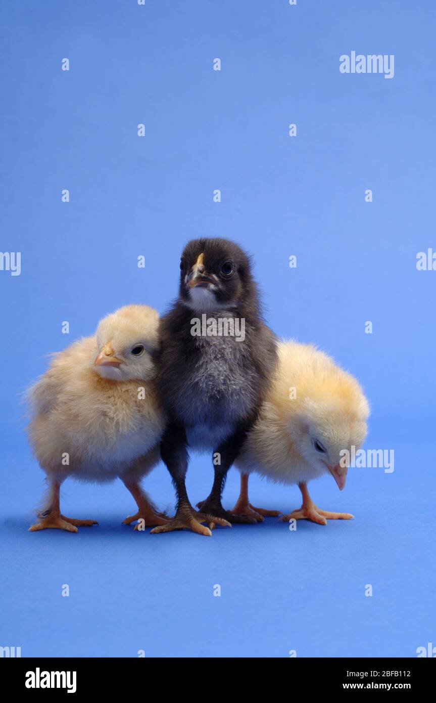 Two yellow chicks and one black chick stand side by side Stock Photo ...