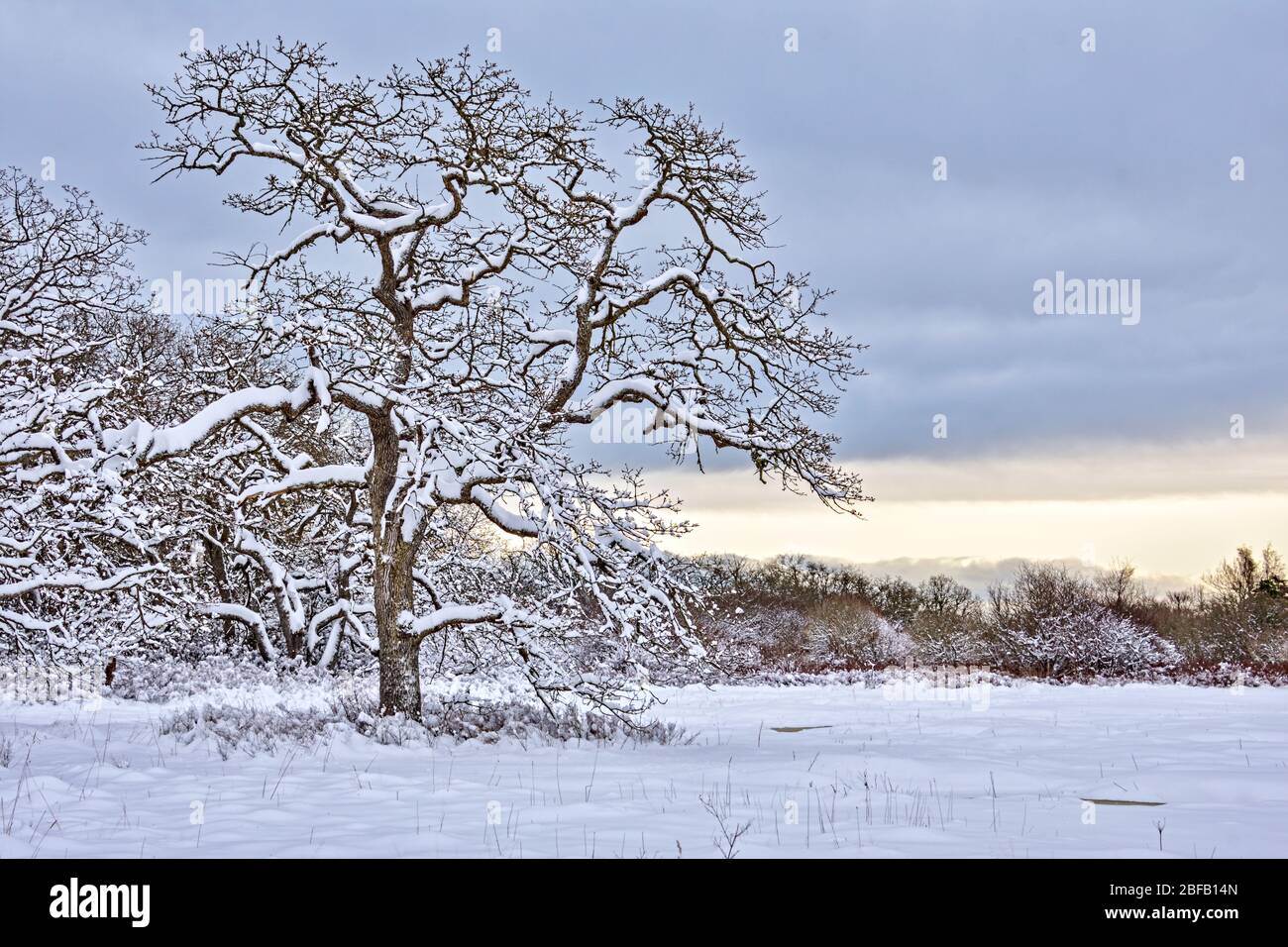 Garry Oak Trees British Columbia High Resolution Stock Photography and ...