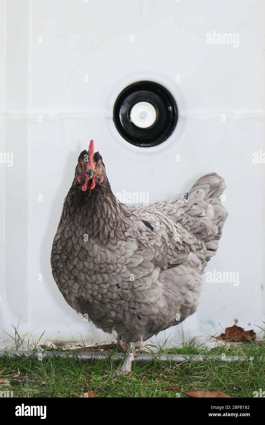 Grey hen isolated on white background Stock Photo - Alamy
