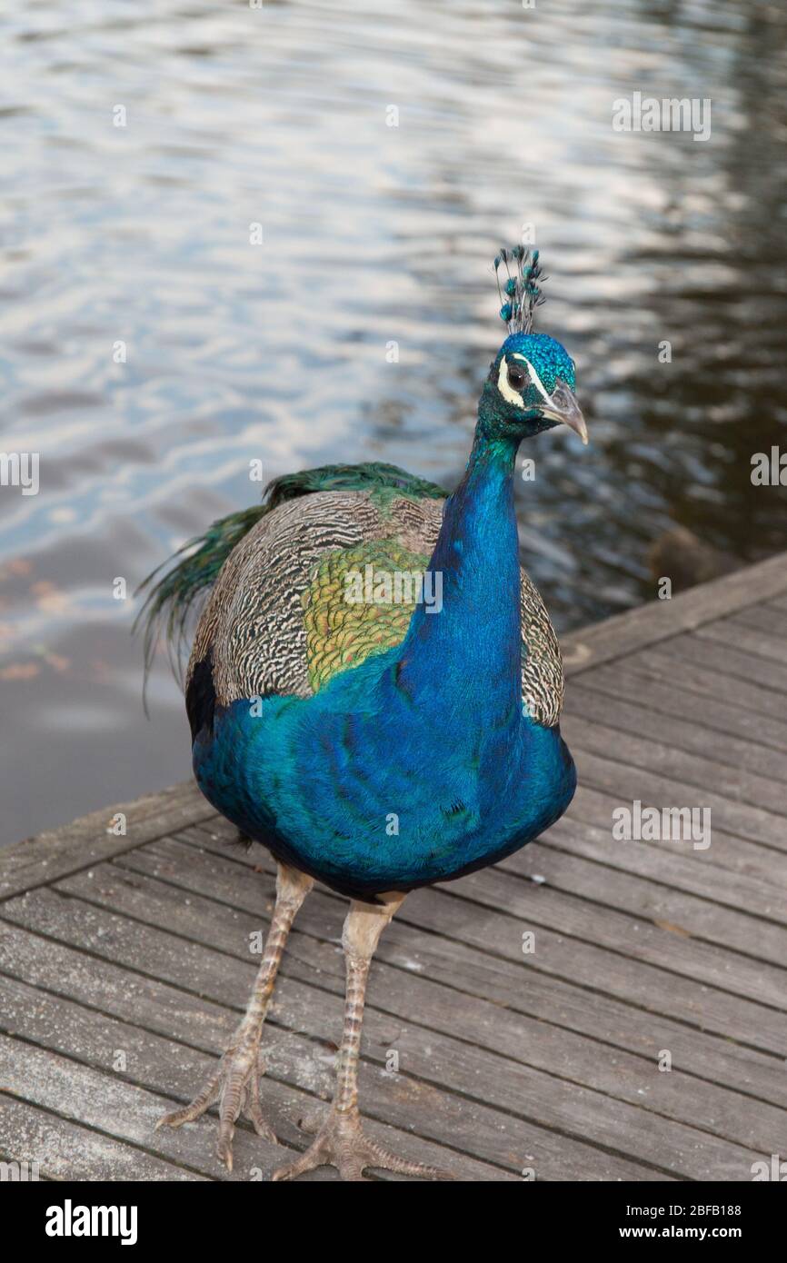 Green and beautiful peacock outside Stock Photo - Alamy