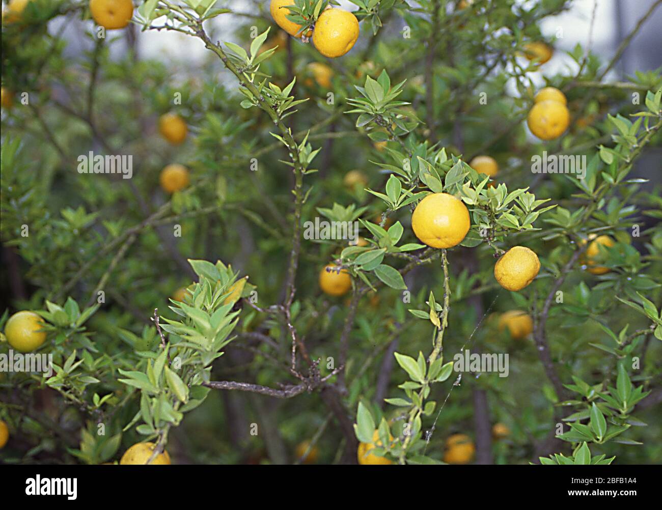 Citrus tree with yellow fruits Stock Photo - Alamy
