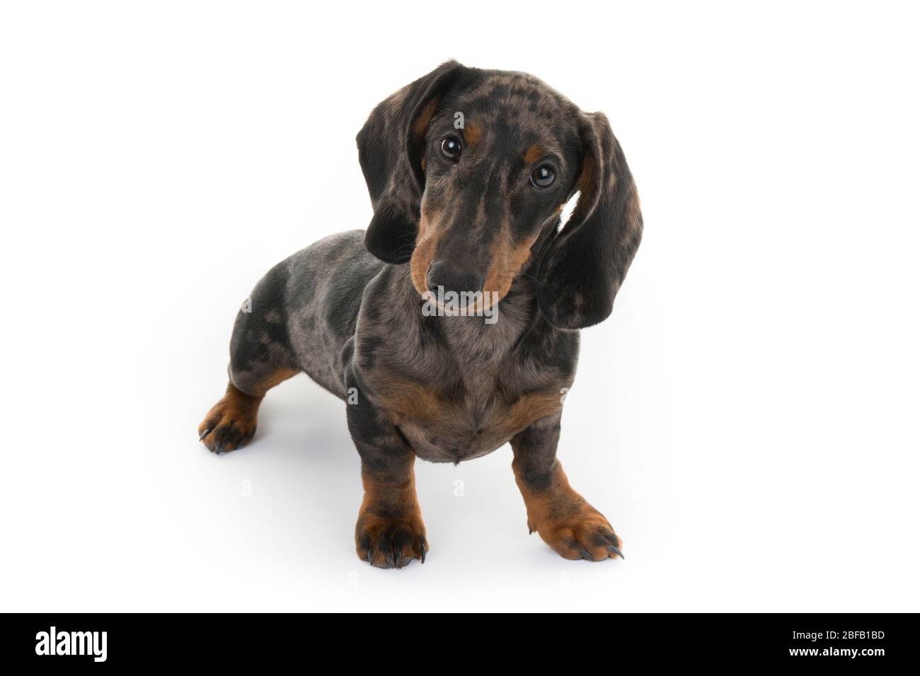 Nice friendly dog pet Cut Out Stock Images & Pictures - Alamy