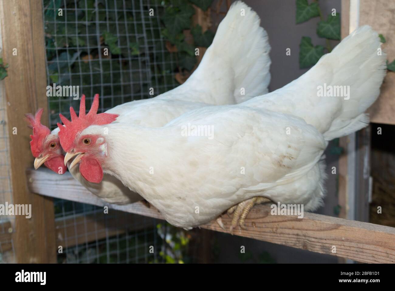 Couple of white chickens leaning forward Stock Photo - Alamy