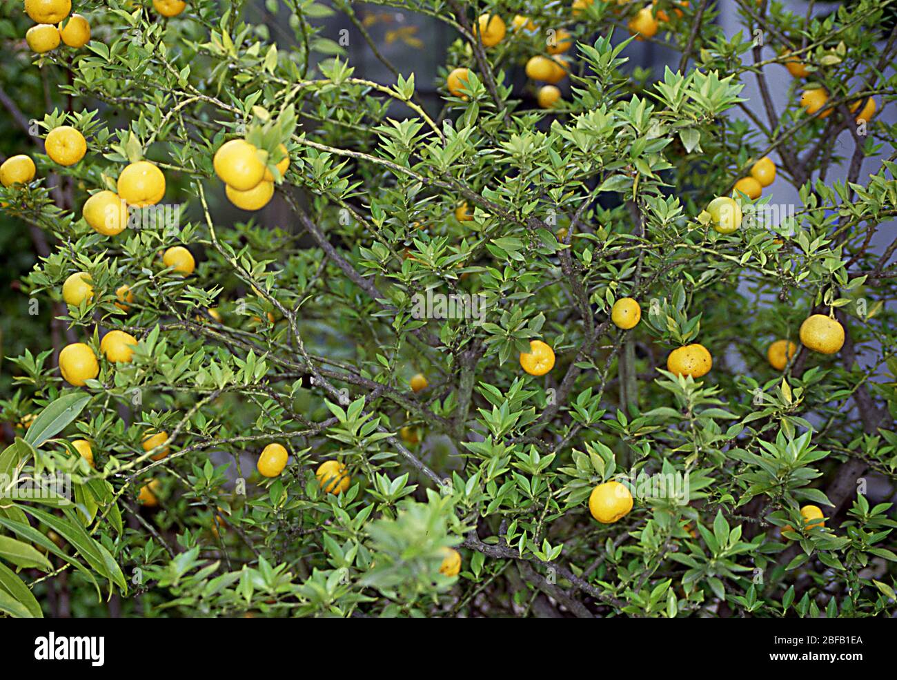 Citrus tree with yellow fruits Stock Photo - Alamy