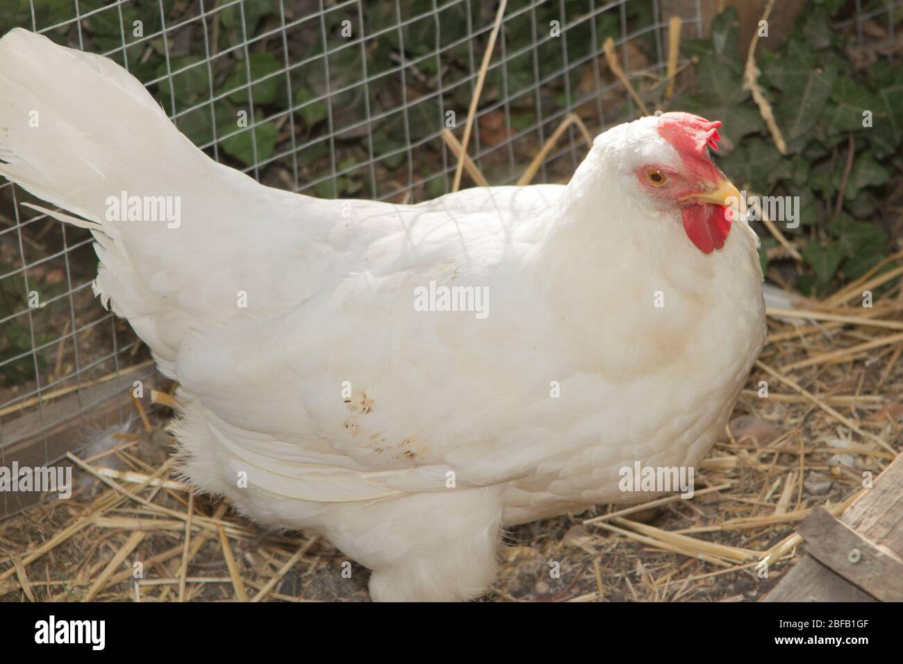 Profile of a white chicken hen Stock Photo - Alamy