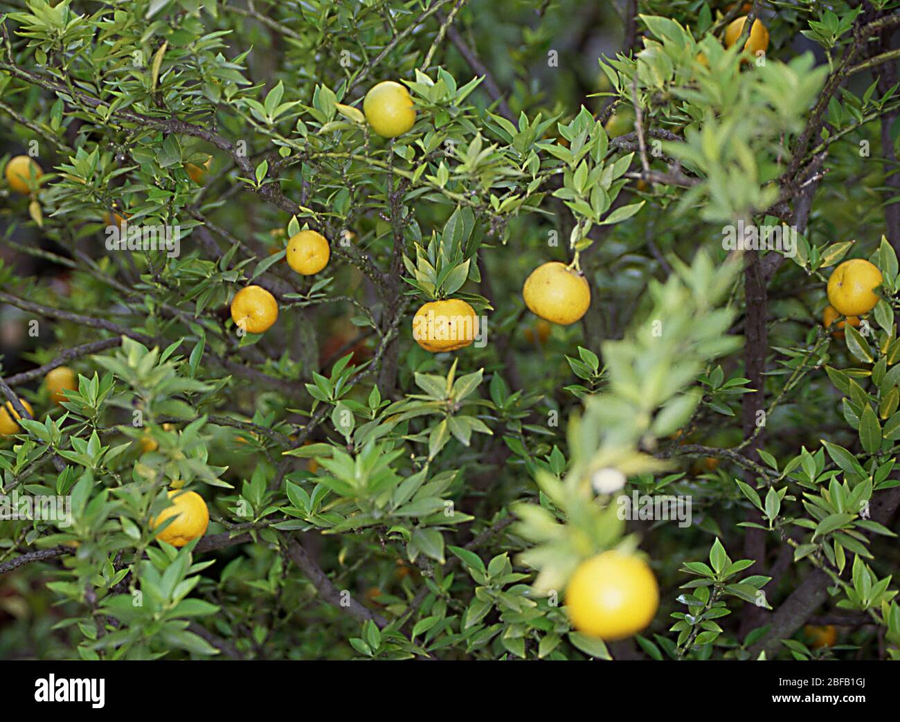 Citrus tree with yellow fruits Stock Photo - Alamy