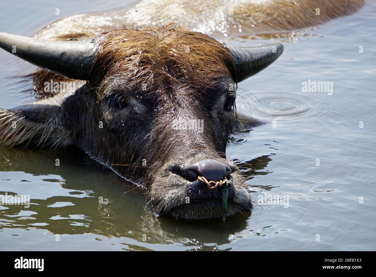 huge old water buffalo in a muddy puddle Stock Photo - Alamy
