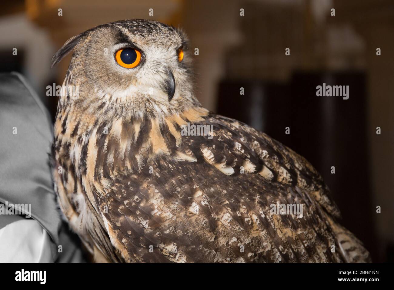 raptor bird portrait of eagle owl Stock Photo - Alamy