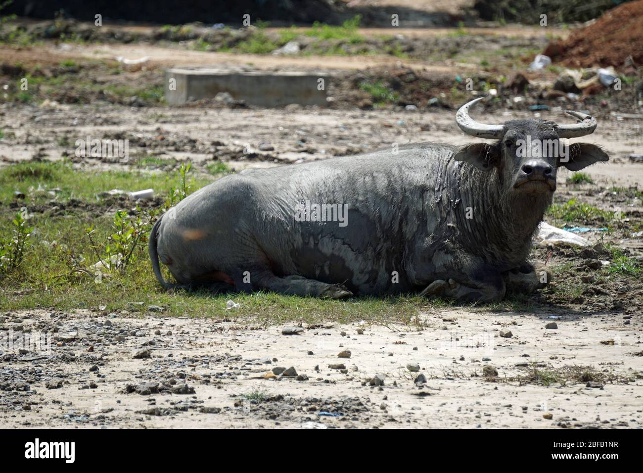 Water buffalo gras hi-res stock photography and images - Alamy