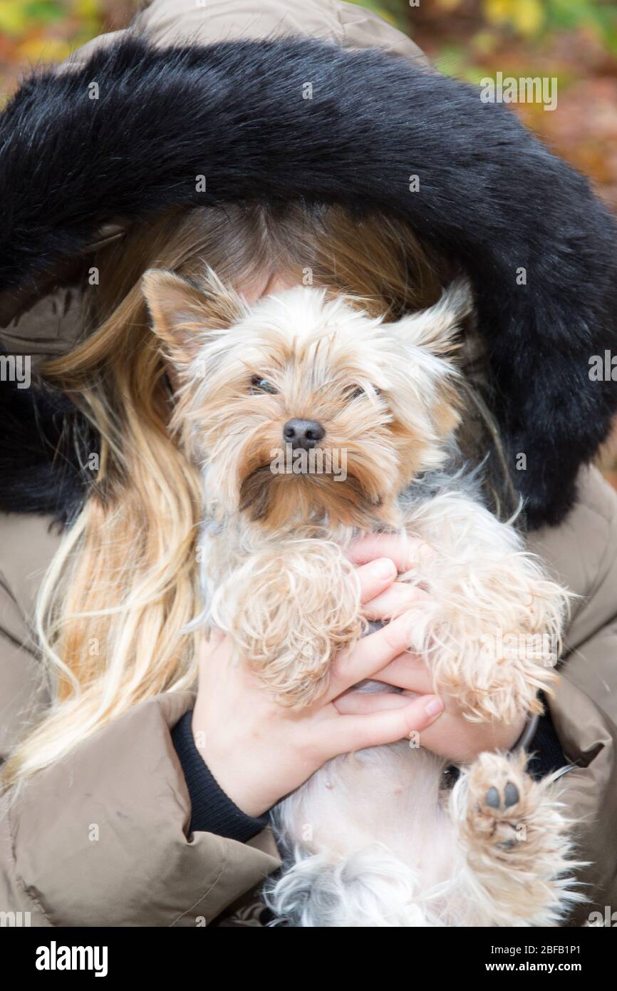 Hidden girl behind a dog Stock Photo - Alamy