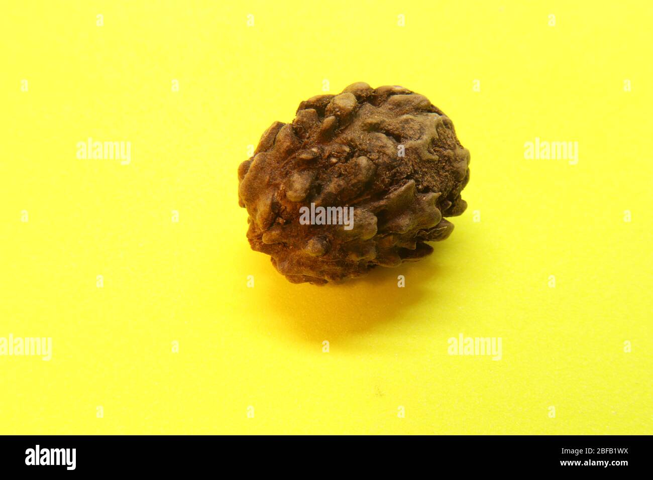 nepali seeds for indians Stock Photo - Alamy