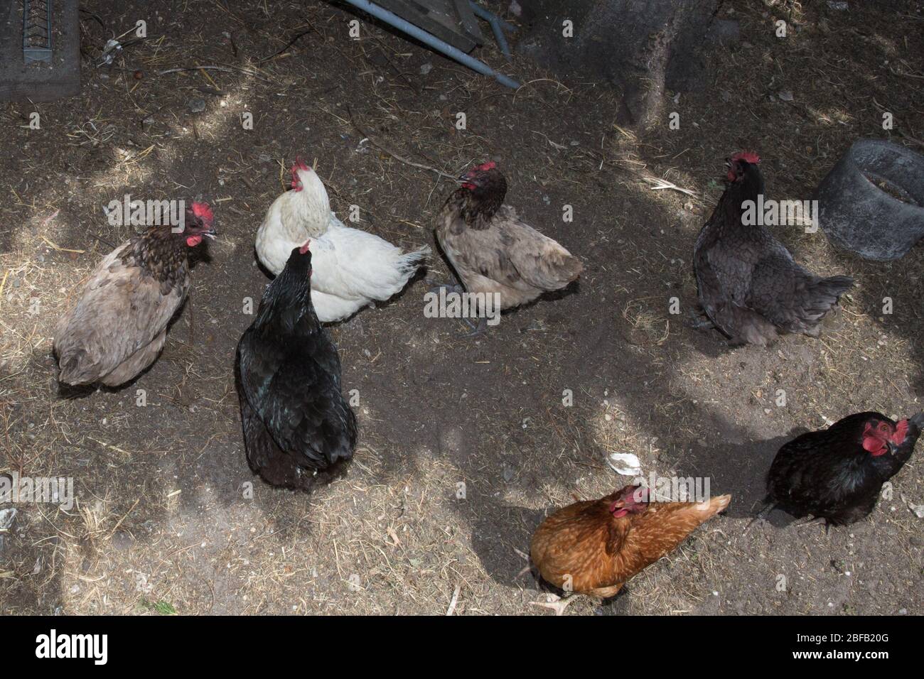 Free range chickens barn hi-res stock photography and images - Alamy
