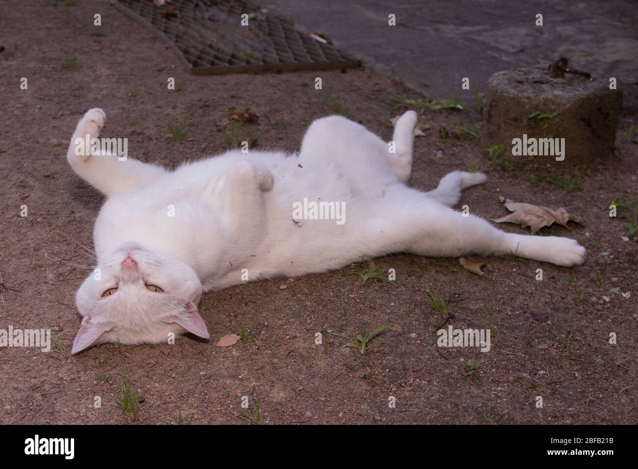 White cat lying on back Stock Photo - Alamy