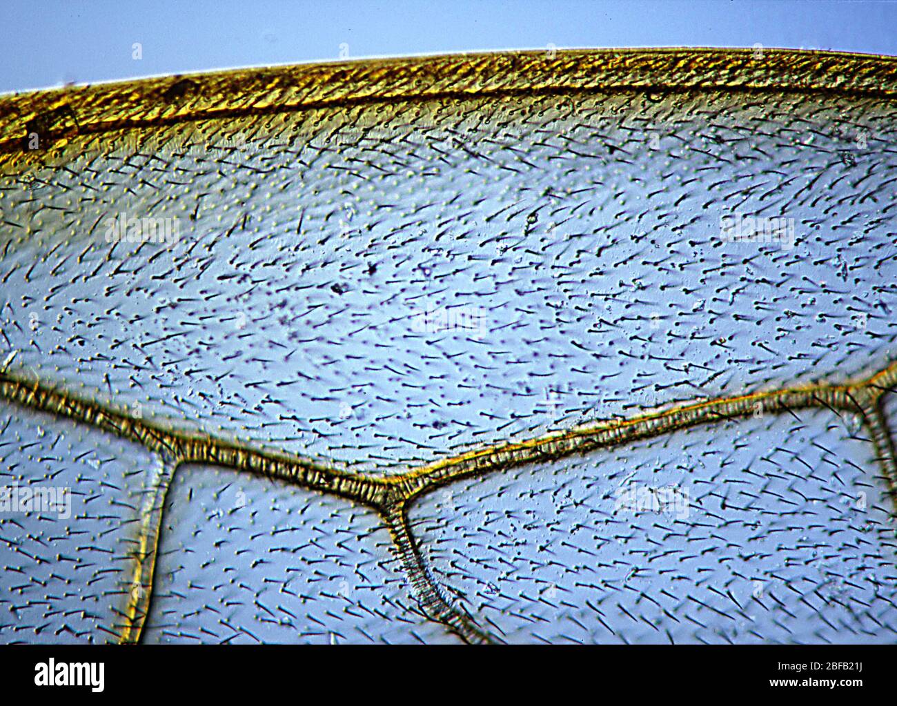 Wasp wing with veins Stock Photo - Alamy