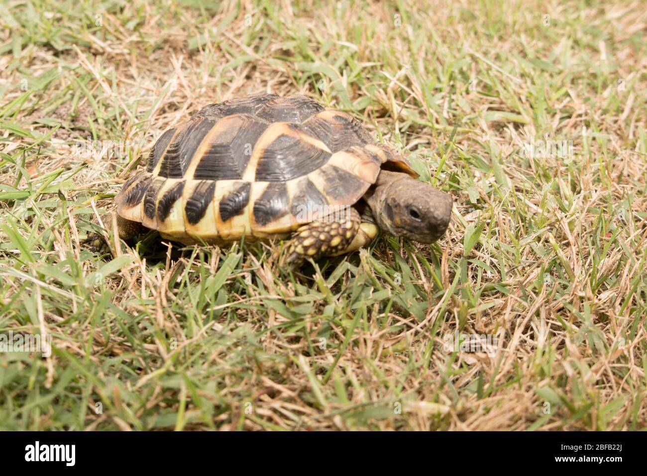 Eastern Hermann's tortoise, European terrestrial Testudo hermanni ...