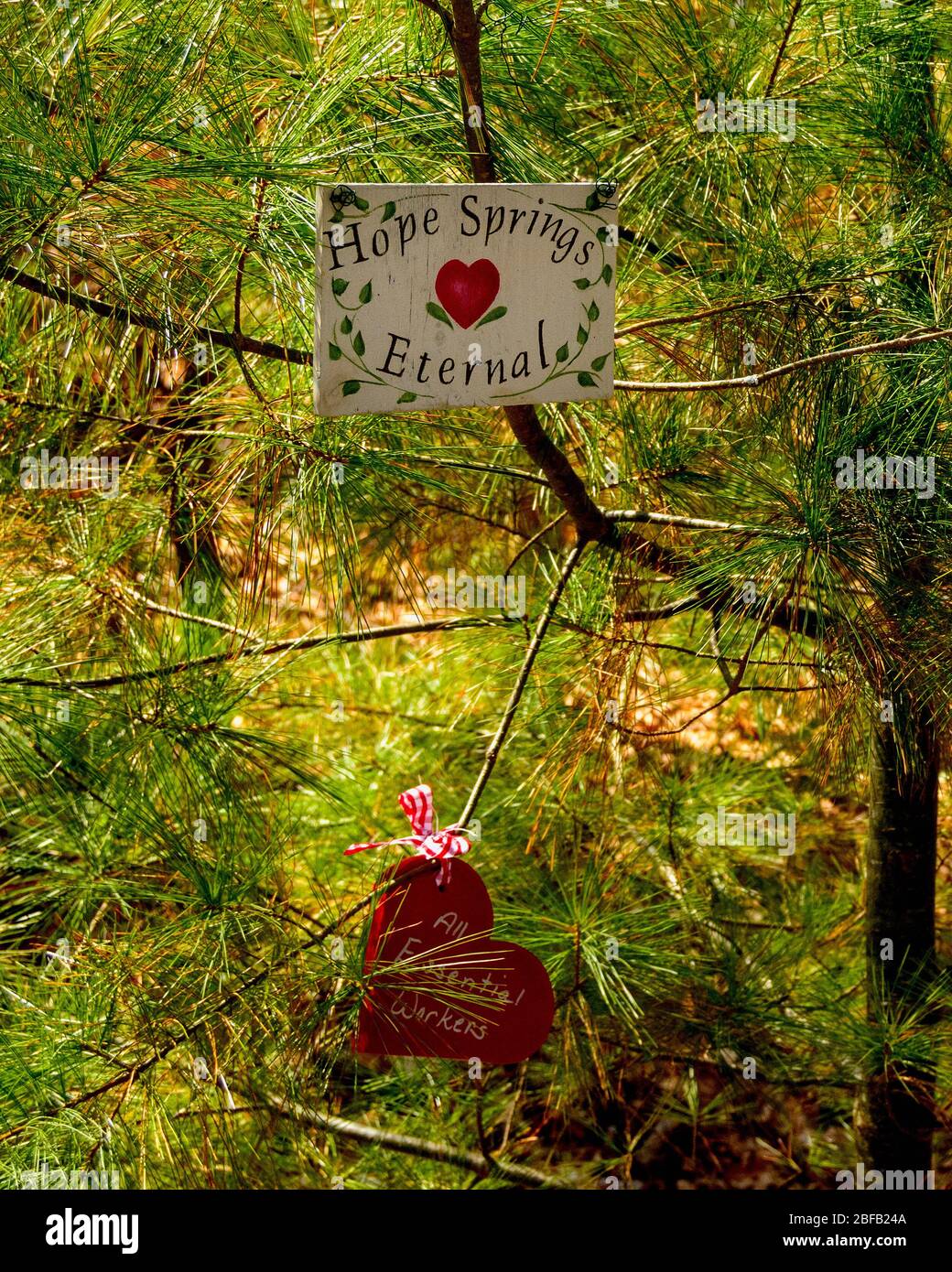 A pine tree on the side of a trail in the woods is decorated with ...