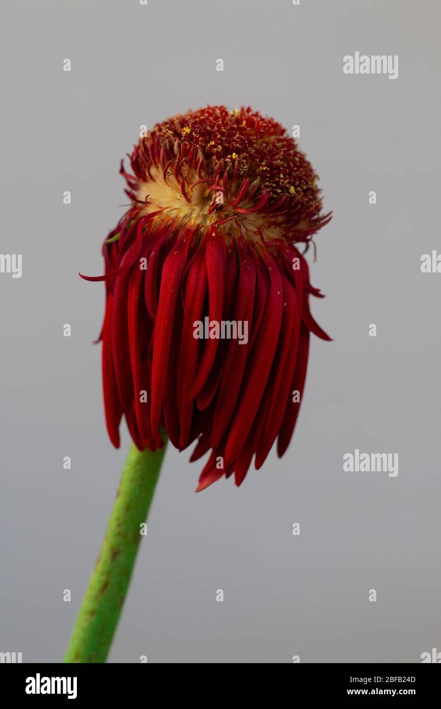Withered daisy hi-res stock photography and images - Alamy
