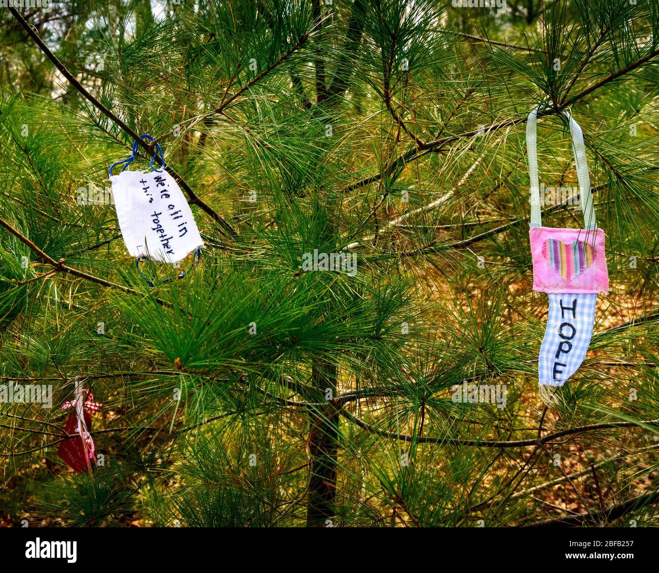 A pine tree on the side of a trail in the woods is decorated with ...