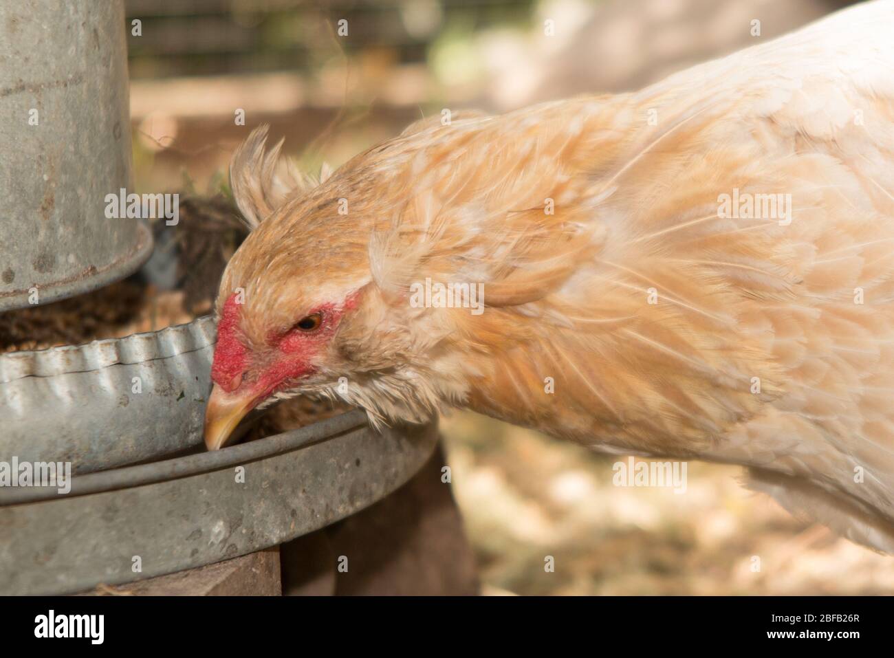 Hens eating near the rooster hi-res stock photography and images - Alamy