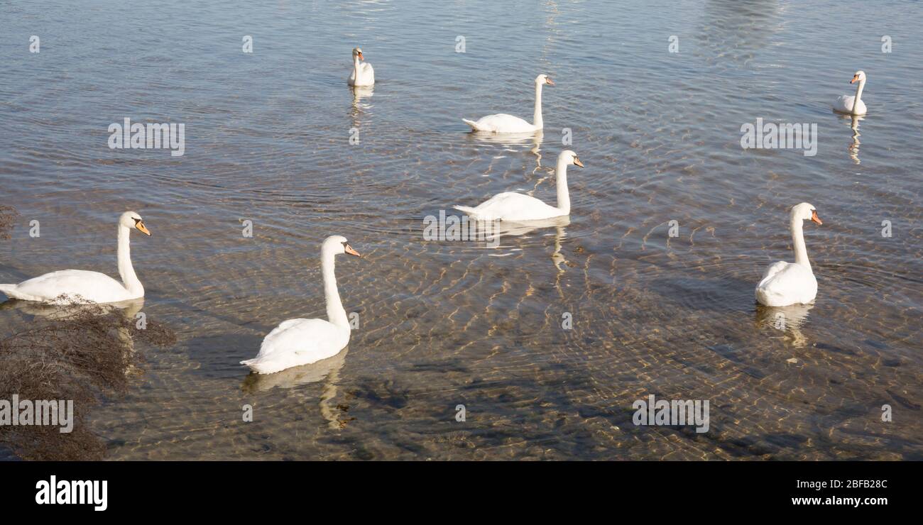 White swans float and swim quietly on the beach Stock Photo - Alamy
