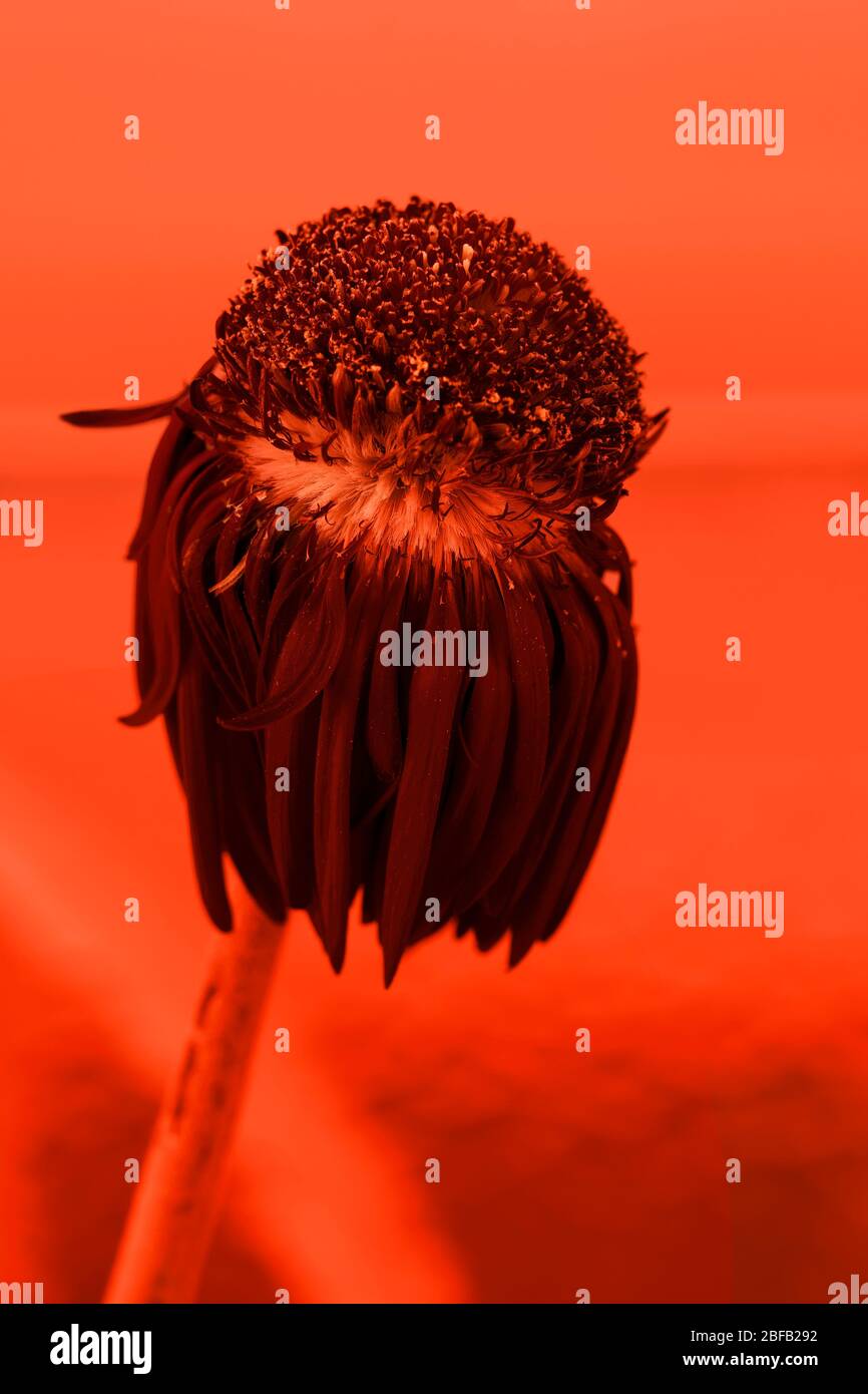 Lava Flower High Resolution Stock Photography and Images - Alamy