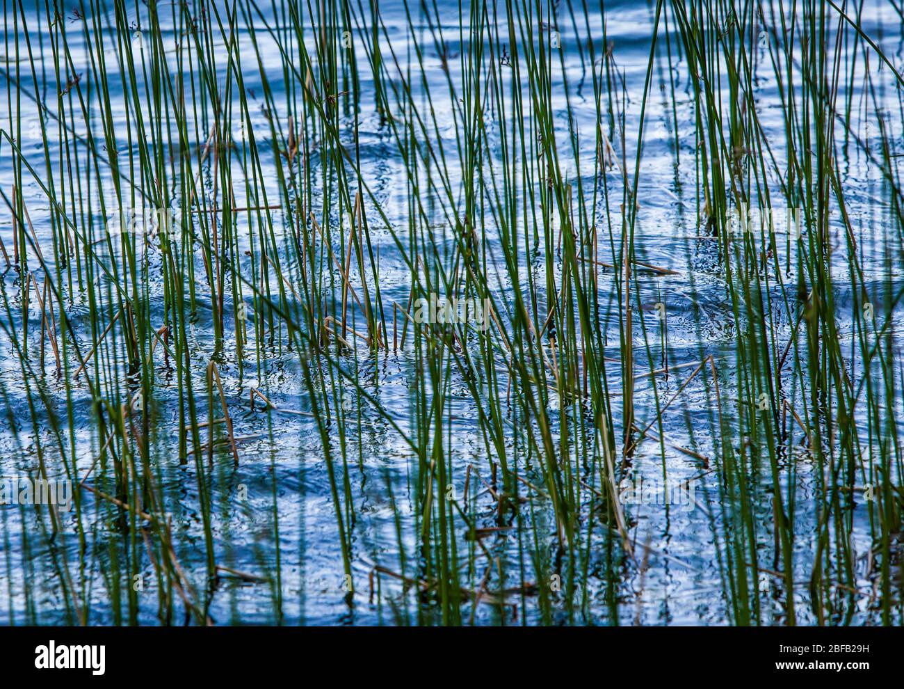 Reeds growing edge water hi-res stock photography and images - Alamy