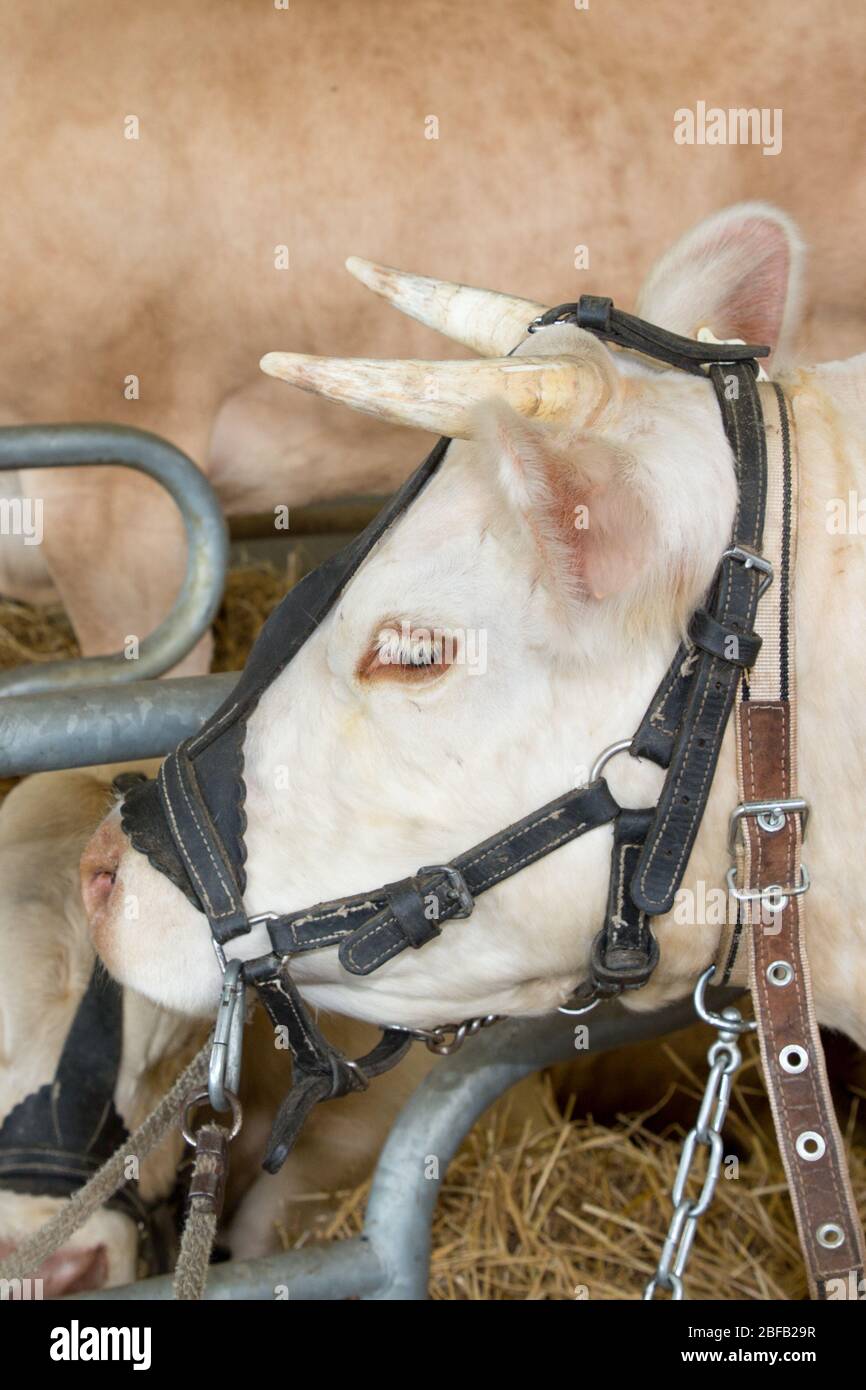 white cow head in the farm Stock Photo - Alamy