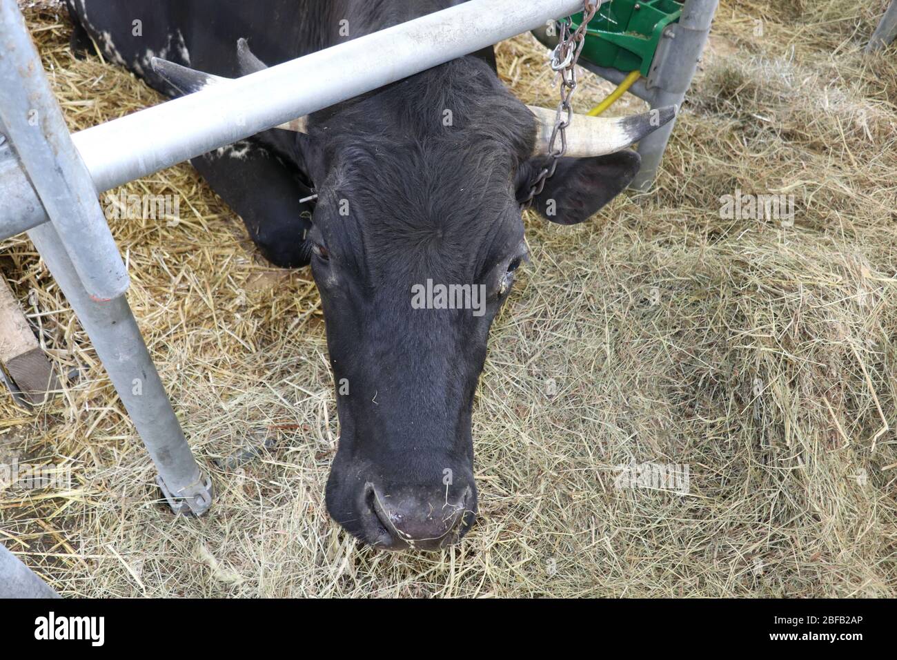 Young black bull eats hi-res stock photography and images - Alamy