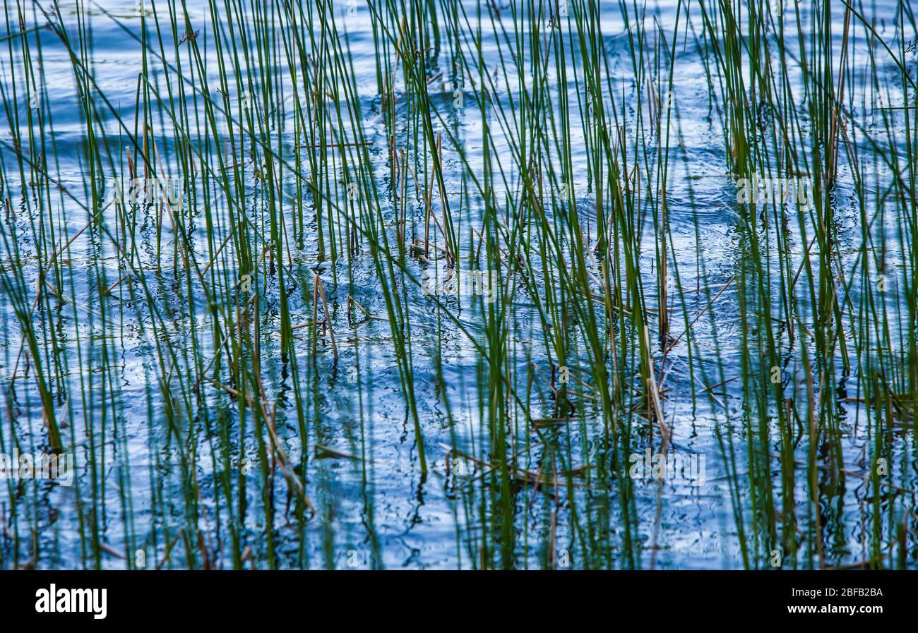 Reeds growing edge water hi-res stock photography and images - Alamy