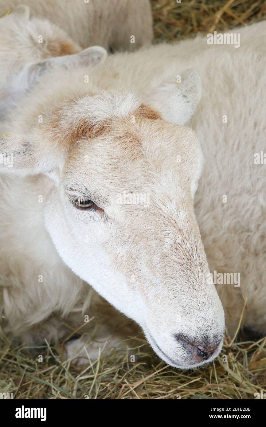 detail in closeup of the head of a white sheep inside Stock Photo - Alamy