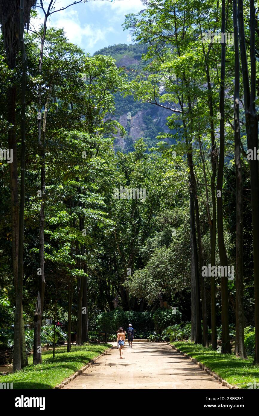 Amazing vegetation in the BOTANICAL GARDEN, RIO DE JANEIRO, BRAZIL ...