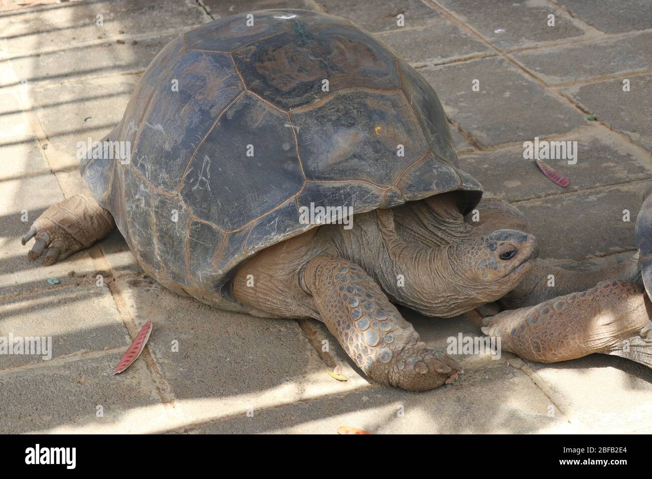 Giant Brown Big Galapgos Earth Tortoise Turtle on the Floor Stock Photo ...