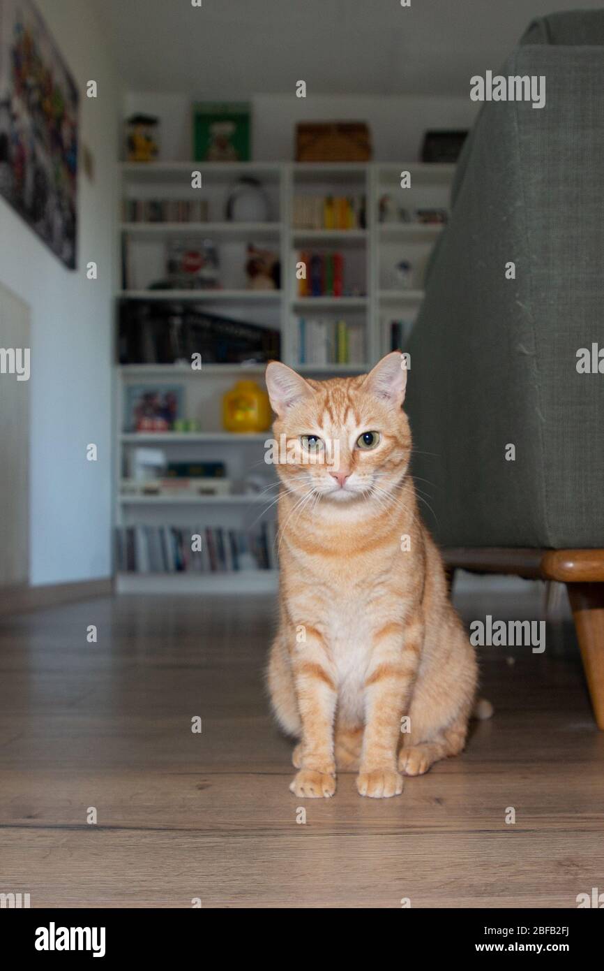 young cat sit in home living room domestic feline Stock Photo - Alamy