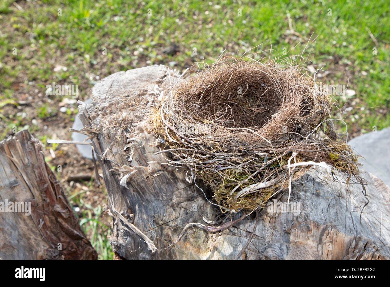 Empty birds nest winter hi-res stock photography and images - Alamy