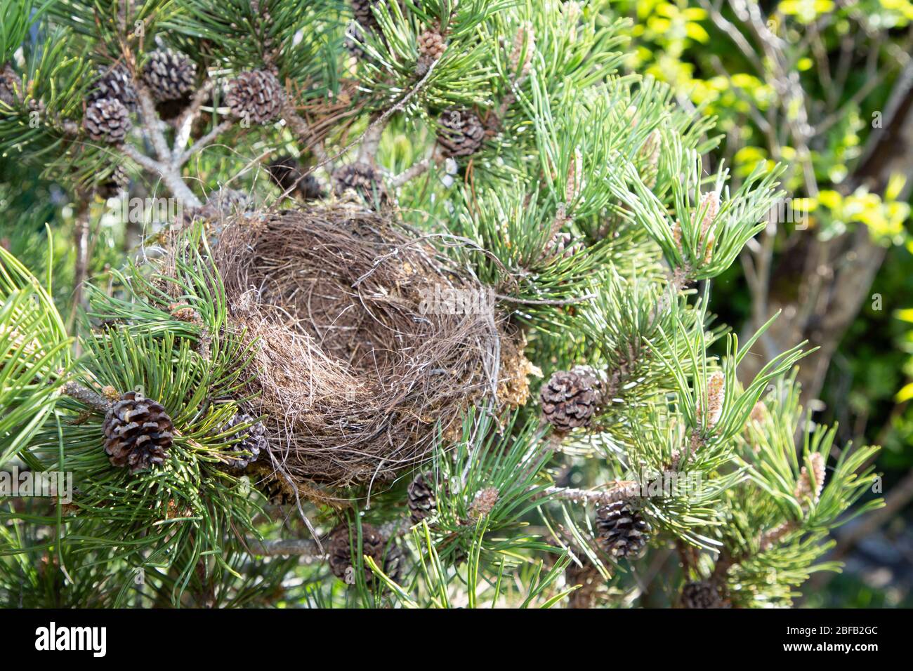 Bird Nest in nature on pine tree Stock Photo - Alamy