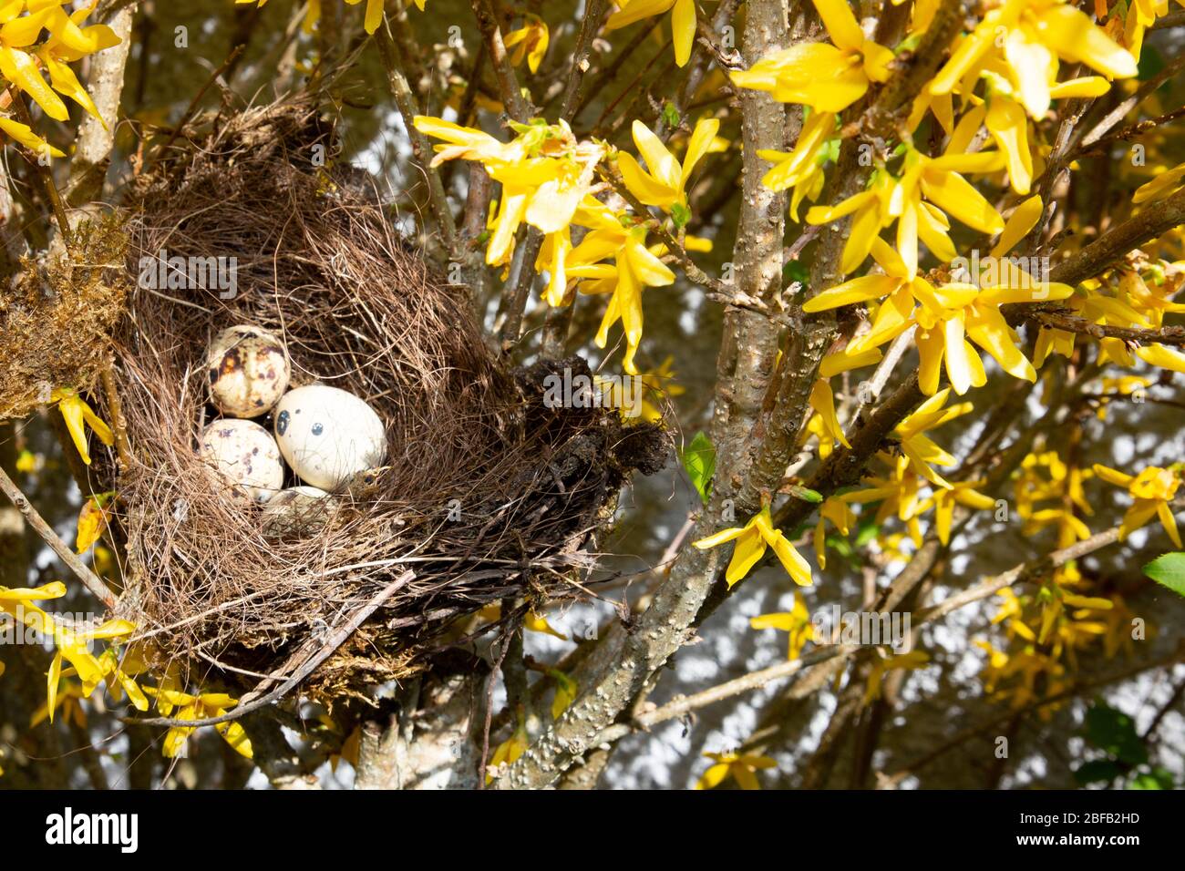 Bird Nest in Tree branch with small eggs Stock Photo - Alamy