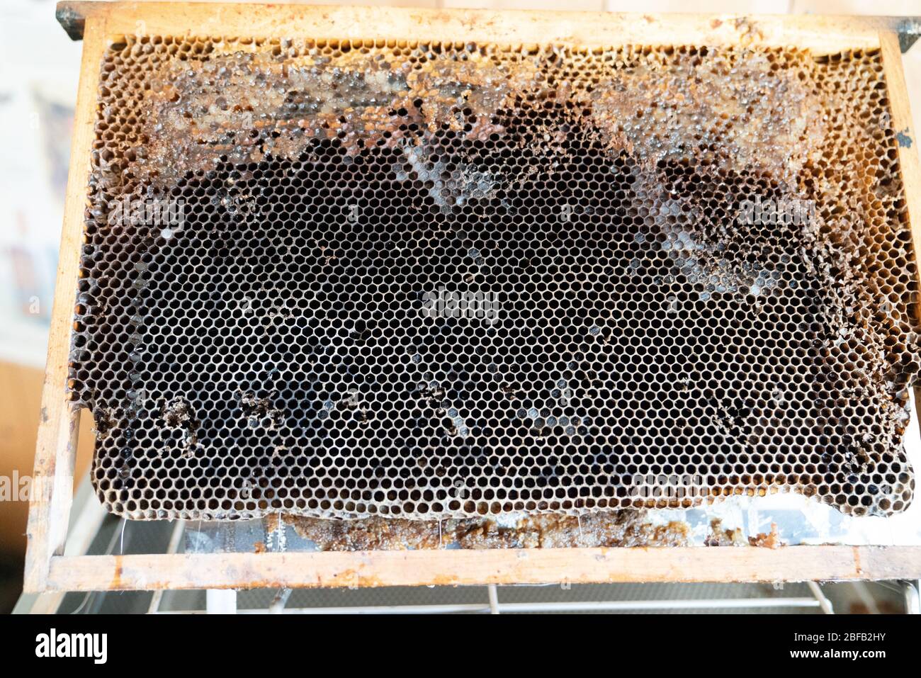 frame empty of bees honeycomb for larvae of bee hive Stock Photo - Alamy
