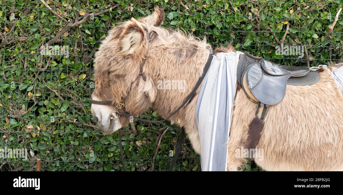 french donkey in pants in Saint Martin de Re France Stock Photo - Alamy