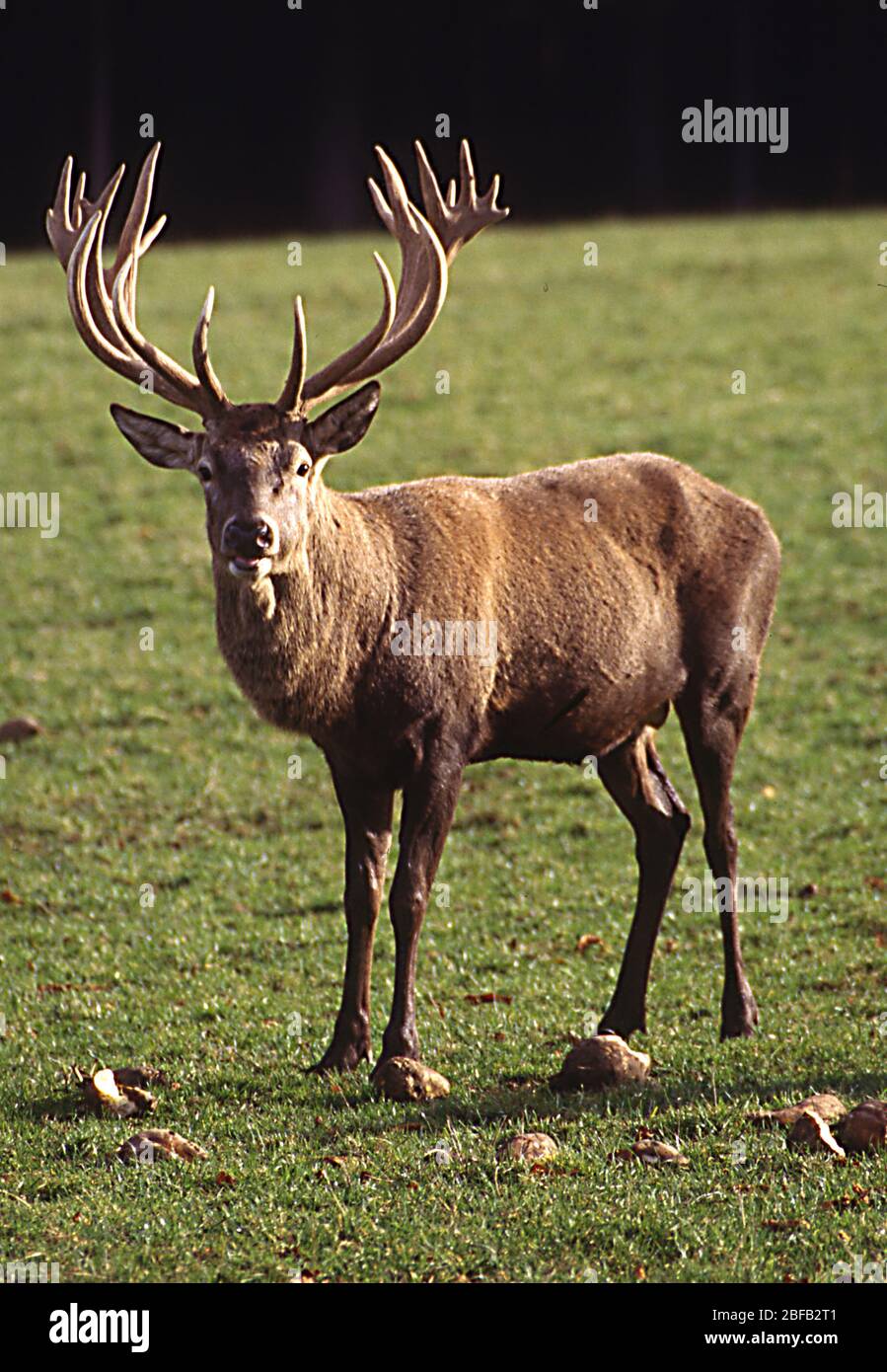 Deer with antlers on meadow Stock Photo - Alamy