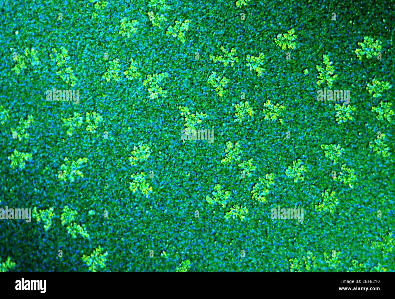 Fungi and bacteria destroy the emulsion film Stock Photo - Alamy