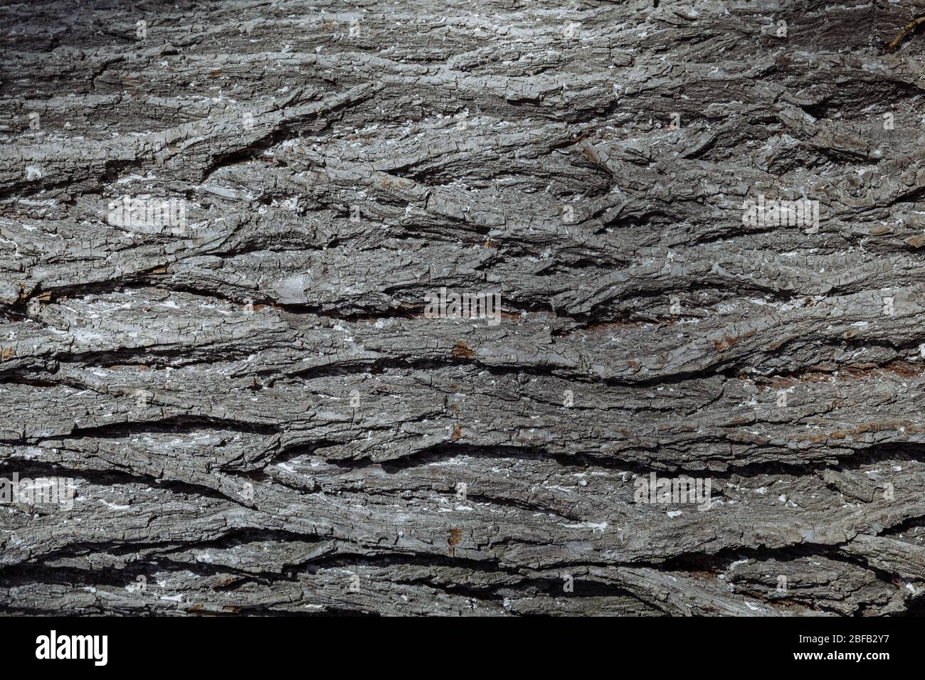 A close up of a tree Stock Photo - Alamy