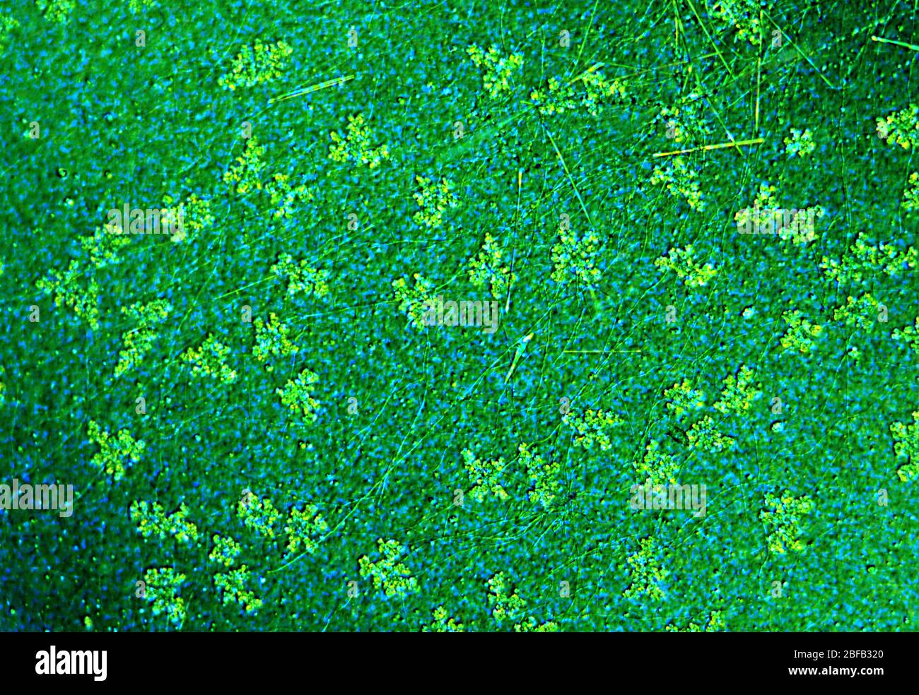 Fungi and bacteria destroy the emulsion film Stock Photo - Alamy