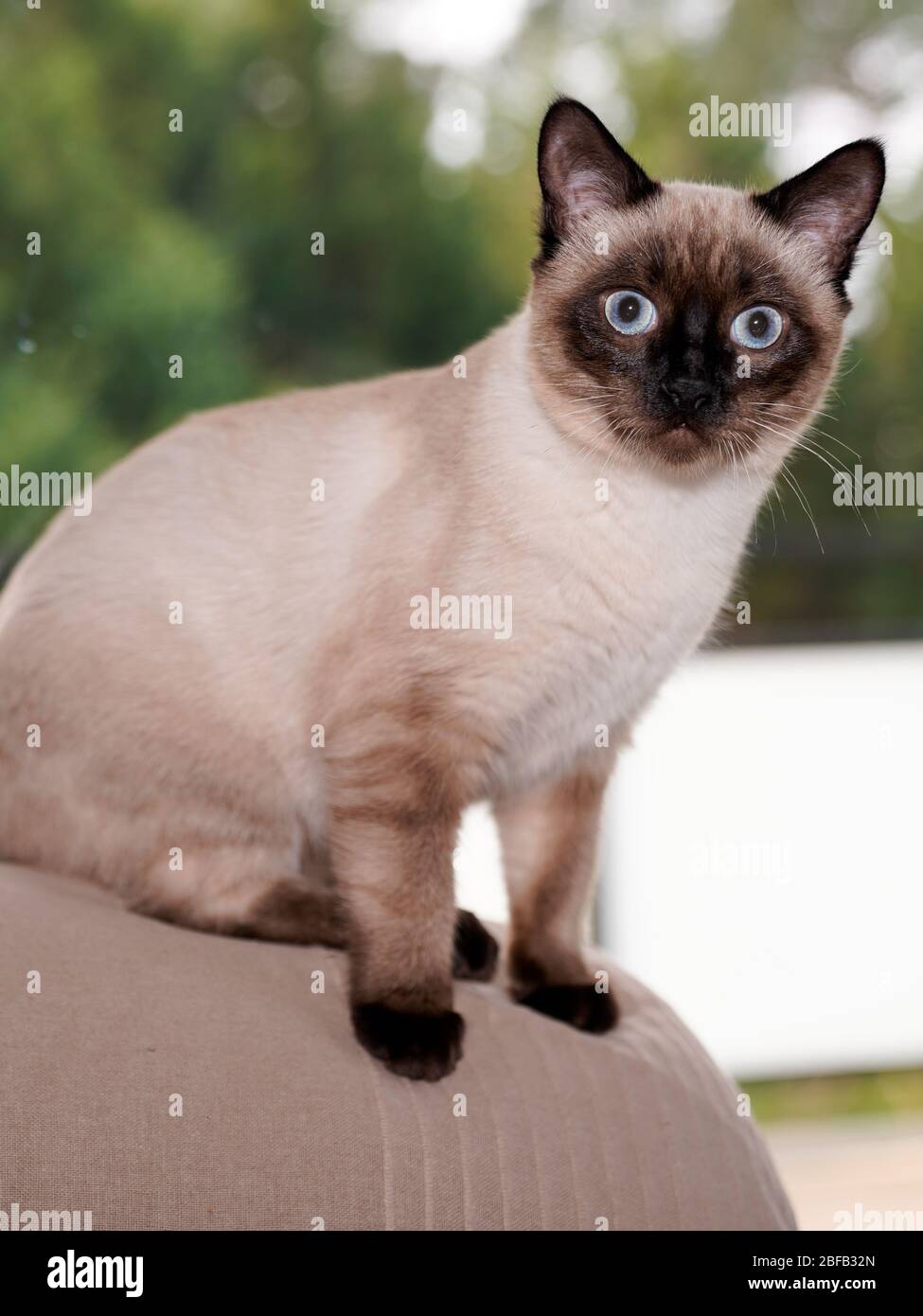 Portrait of nice young purebred Siamese cat Stock Photo - Alamy