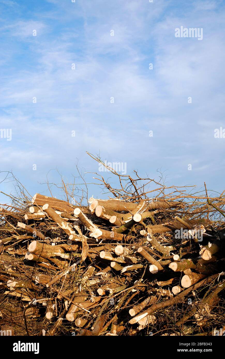 fresh cutted trees outdoor collection Stock Photo - Alamy