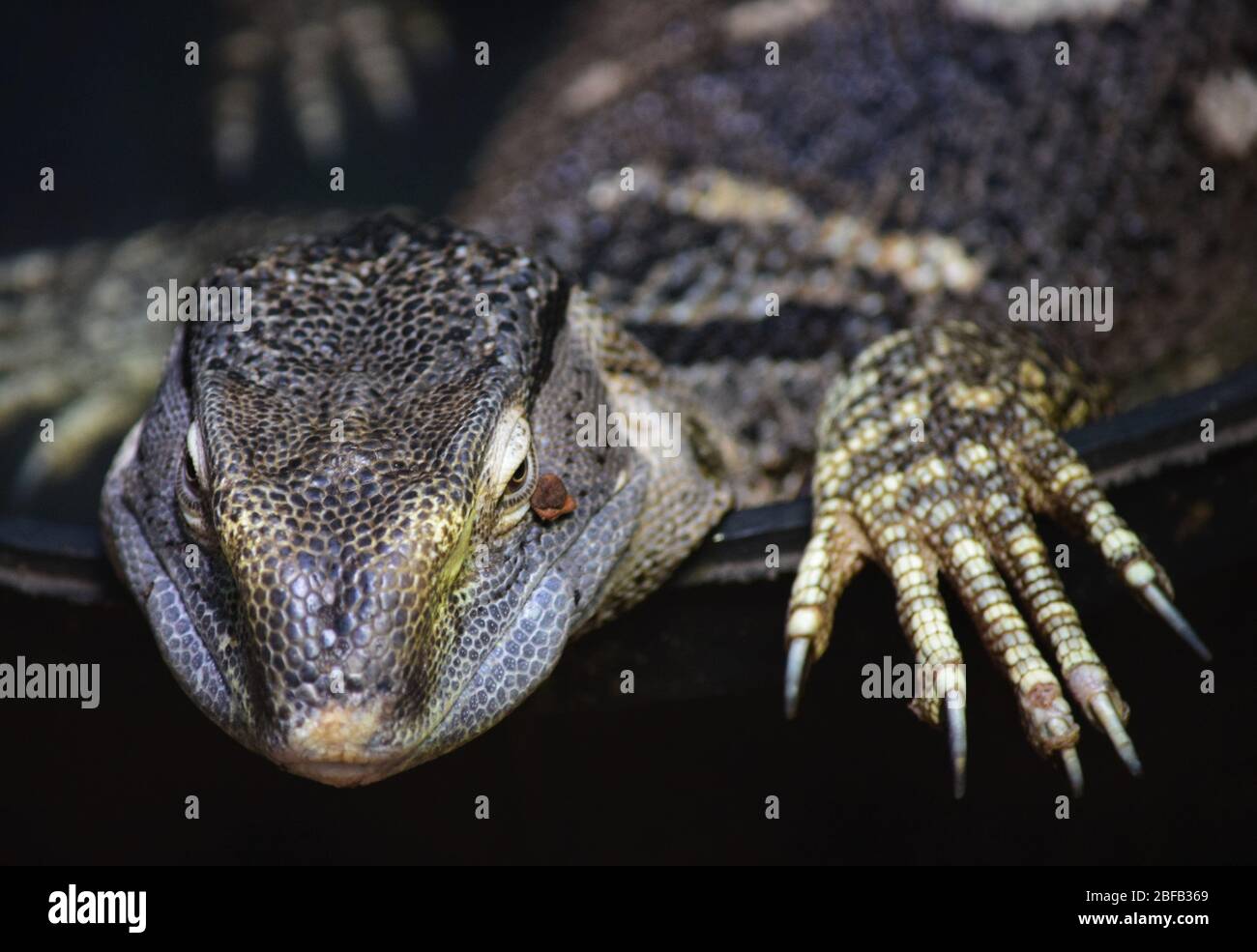 A large lizard shows off it's impressive claws Stock Photo - Alamy