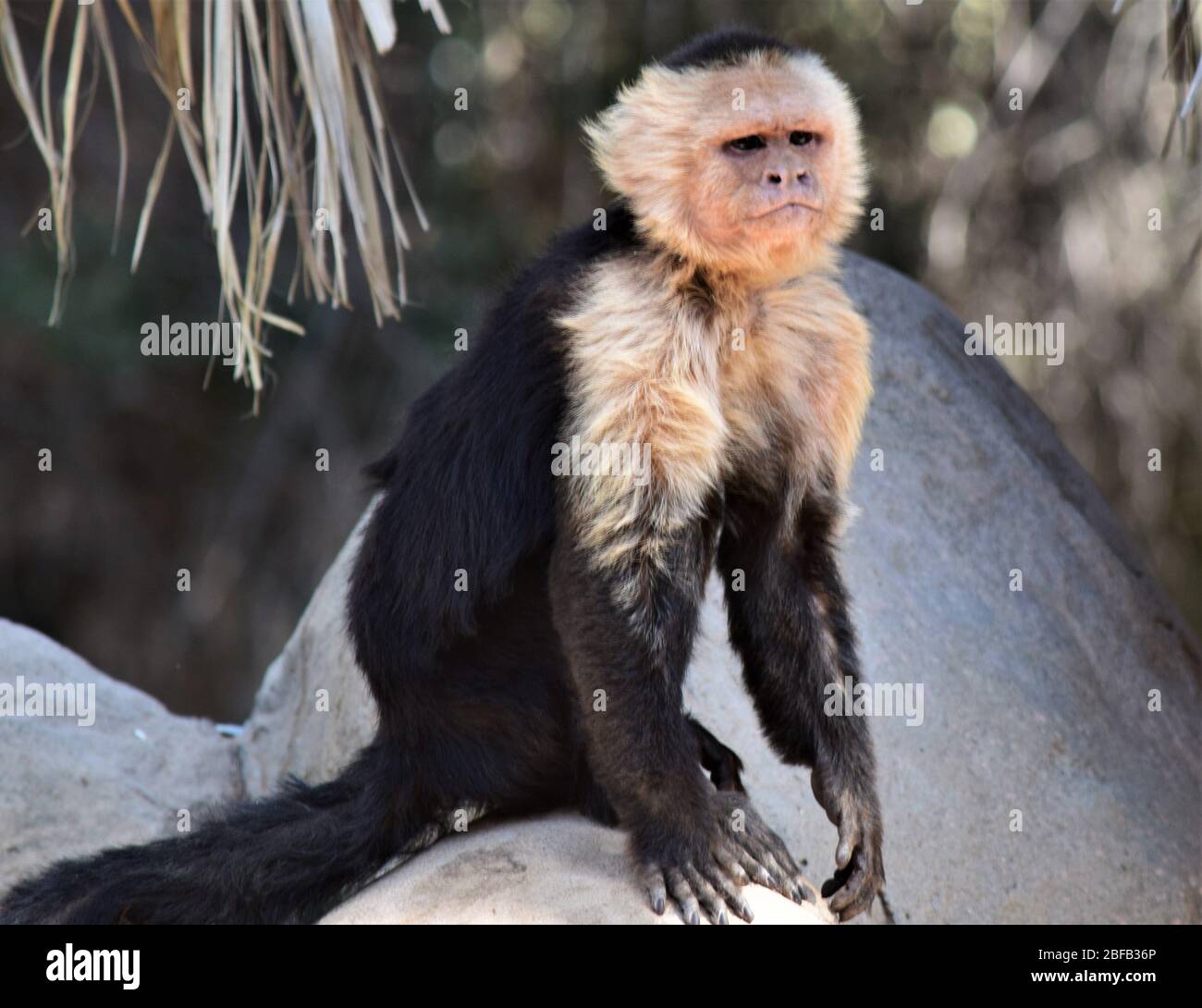 Monkeys of various types are always a favorite exhibit at zoos Stock ...