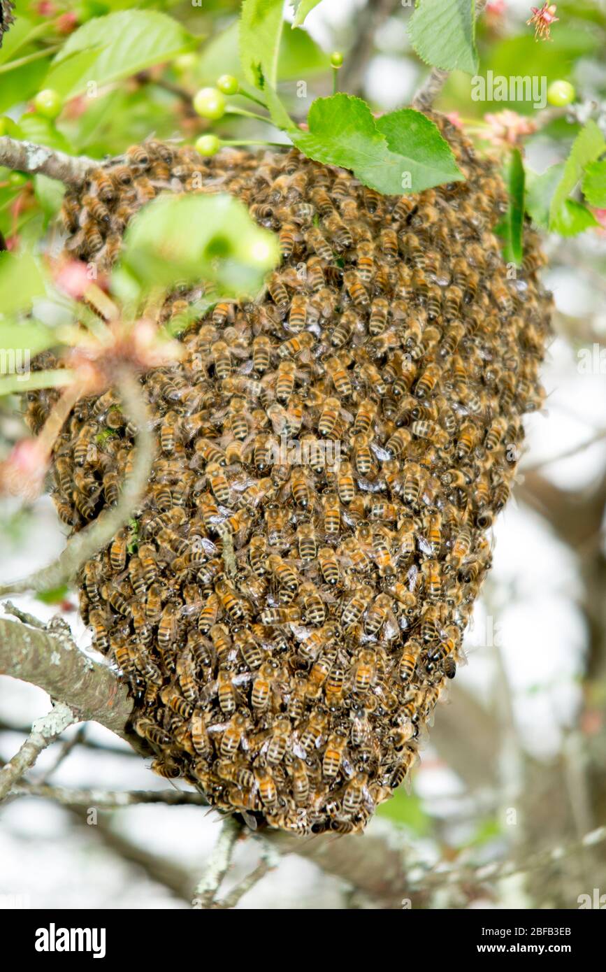swarm of honey bees clinging sitting down on a branch of tree Stock ...