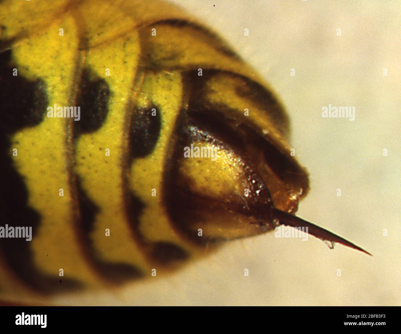 Wasp abdomen with sting Stock Photo - Alamy